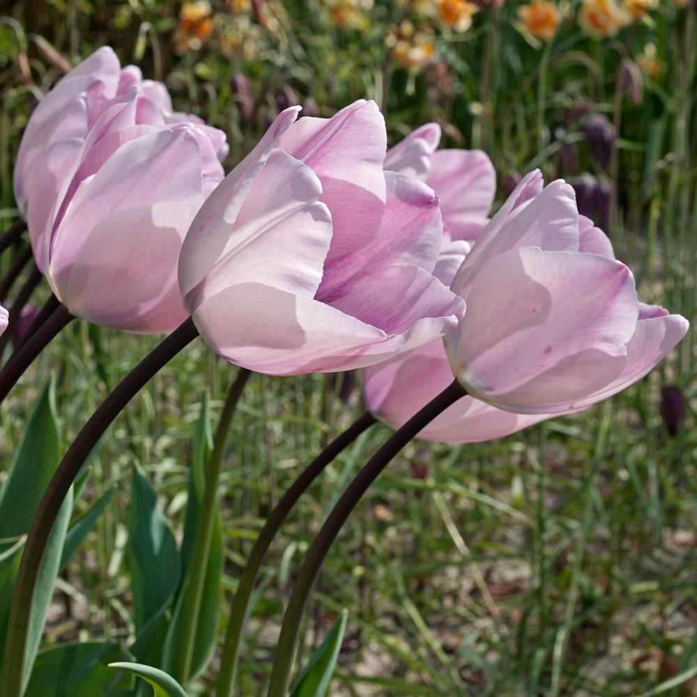 Tulip 'Jacuzzi' | White Flower Farm