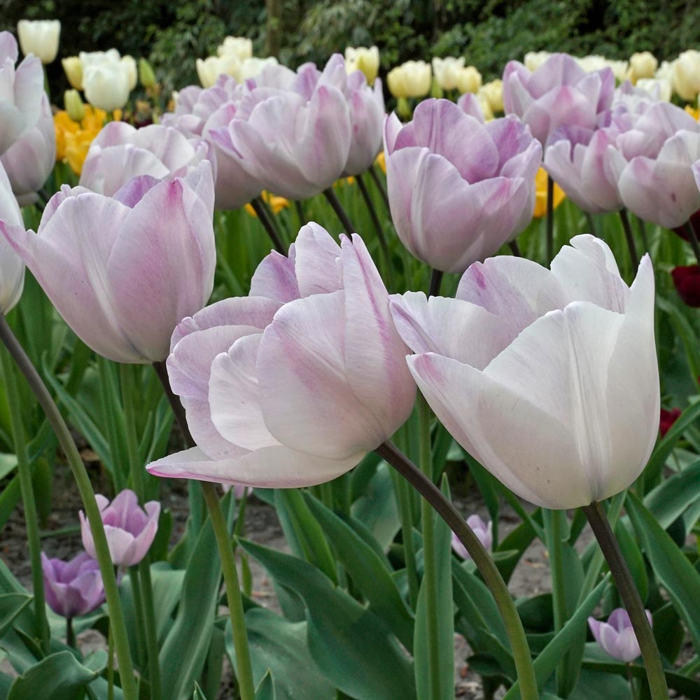 Tulip 'Jacuzzi' | White Flower Farm