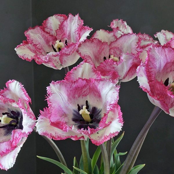 Tulip 'Raspberry Ripple' | White Flower Farm