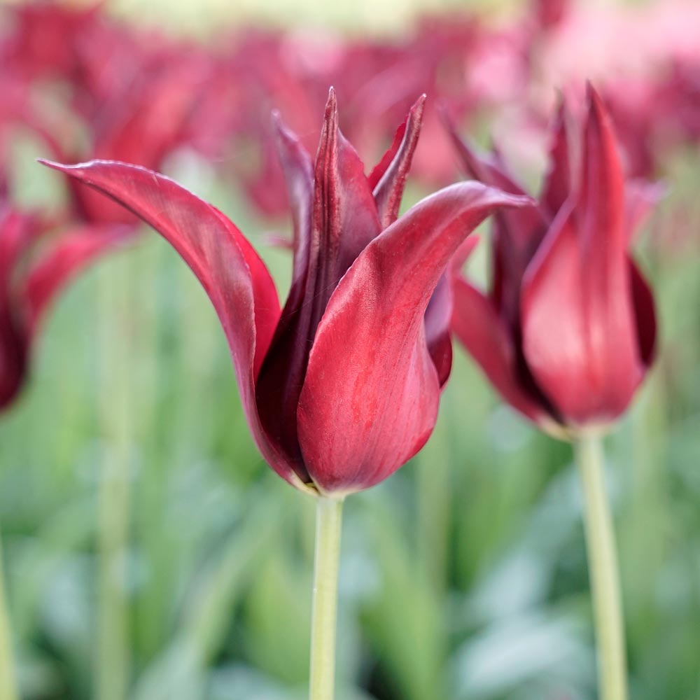 Tulip 'Sarah Raven' | White Flower Farm