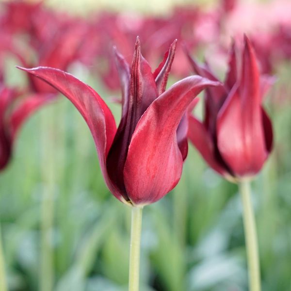 Tulip 'Sarah Raven' | White Flower Farm