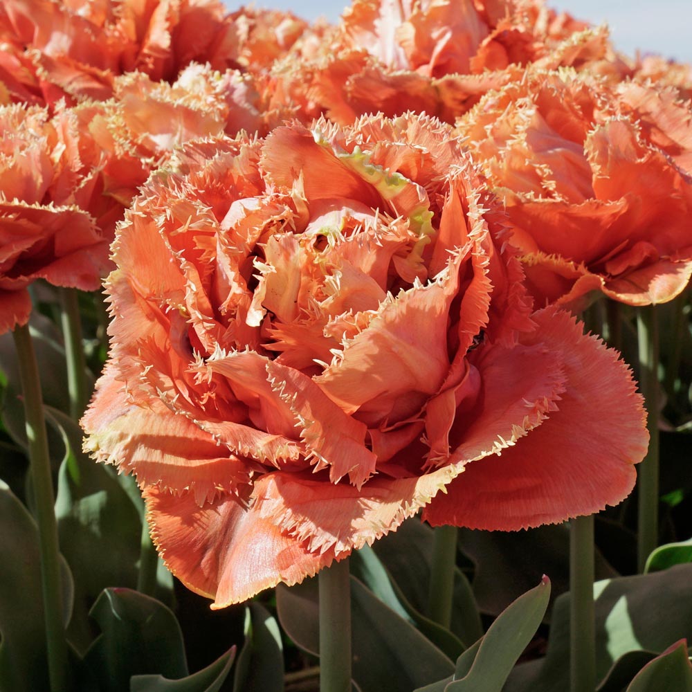 Tulip 'Sensual Touch' | White Flower Farm