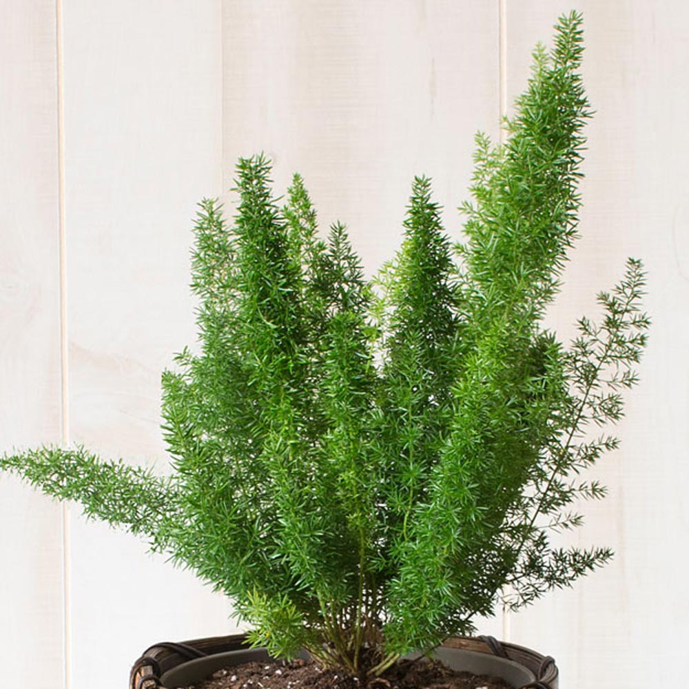 Shade Fern Trio | White Flower Farm