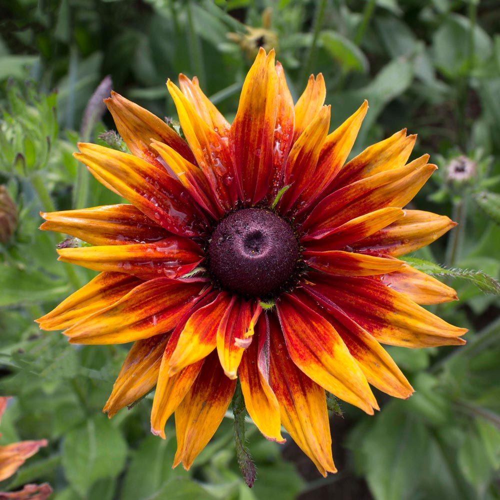 Annual Rudbeckia | White Flower Farm