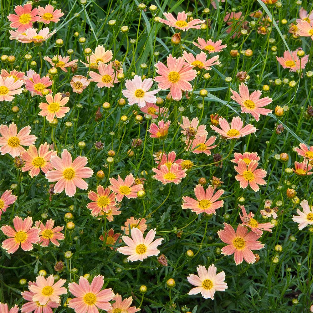 Coreopsis verticillata Crème Caramel™ | White Flower Farm