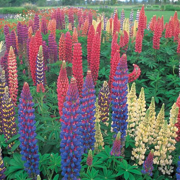Lupinus Russell Hybrids | White Flower Farm