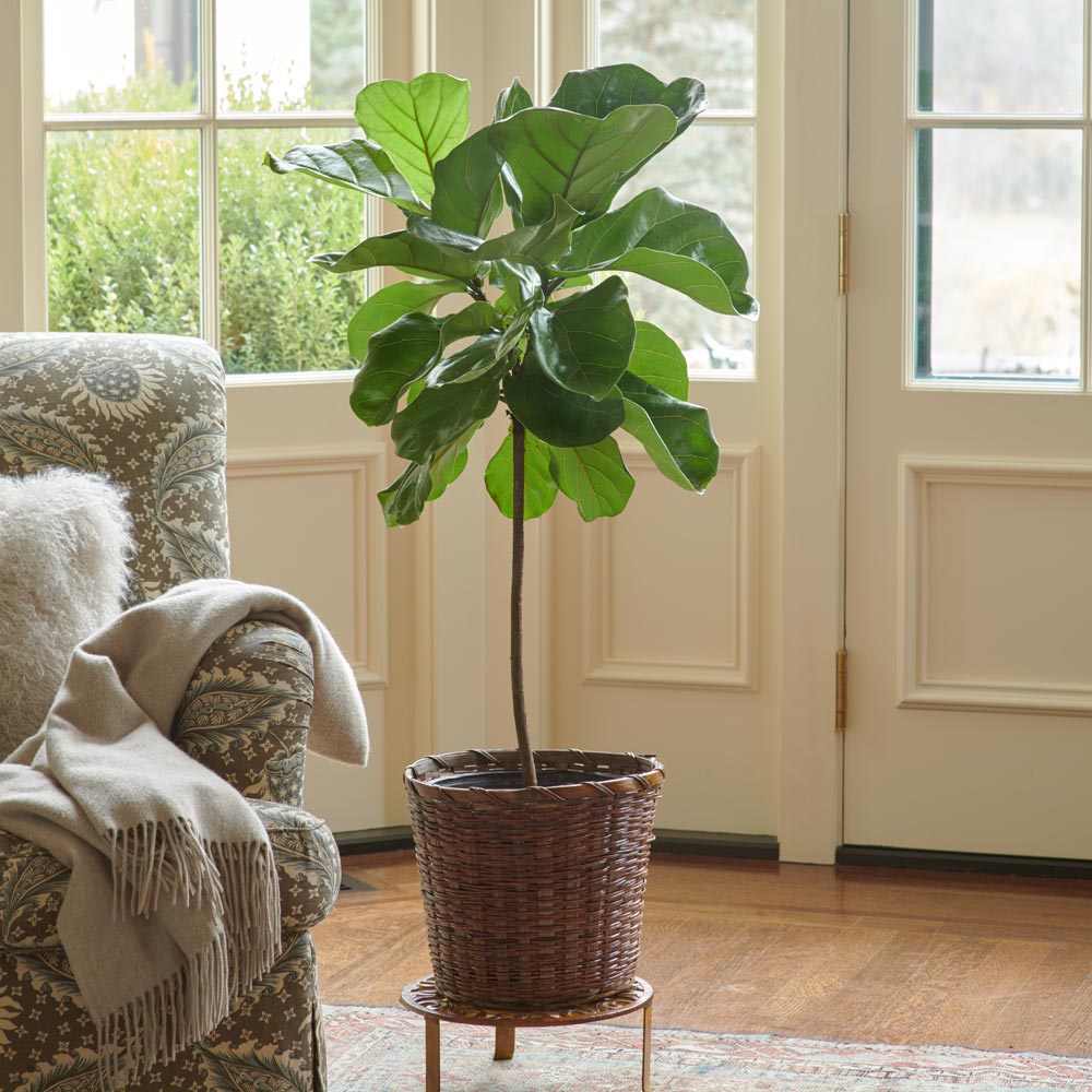 Fiddle-Leaf Fig Standard | White Flower Farm