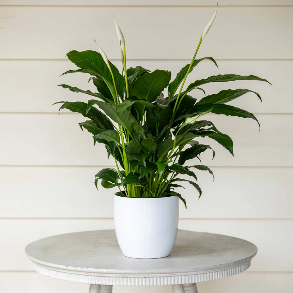 Peace Lily Flower Bunch | White Flower Farm