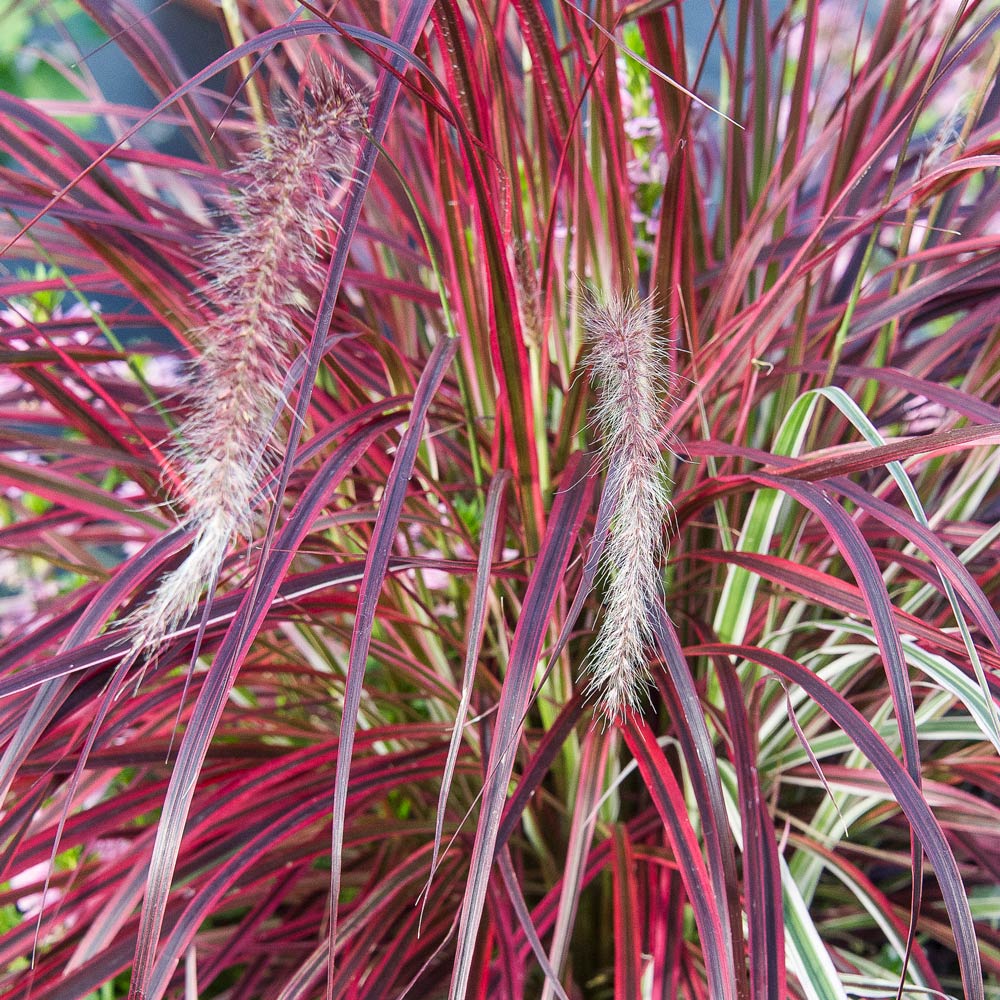 Pennisetum setaceum 'Fireworks' | White Flower Farm