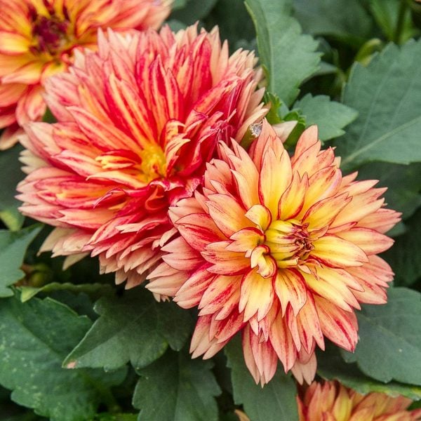 Dahlia 'XXL Tabasco' | White Flower Farm