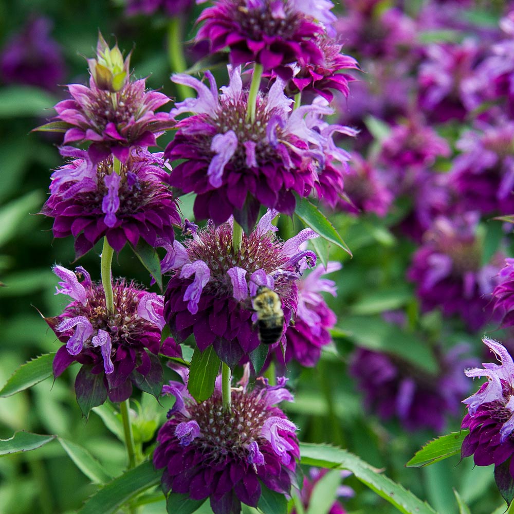 Monarda 'Bergamo' | White Flower Farm