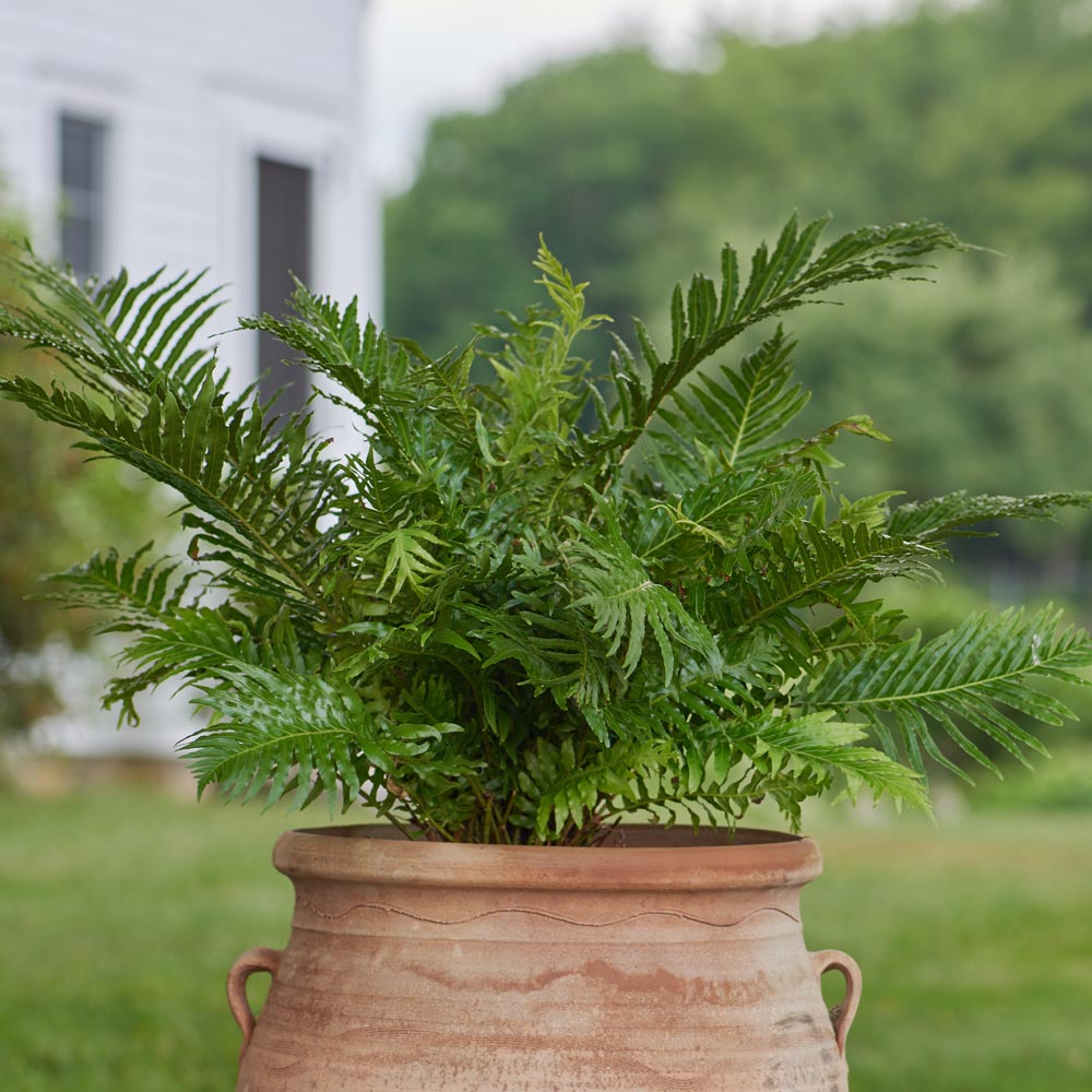 Dwarf Tree Fern | White Flower Farm