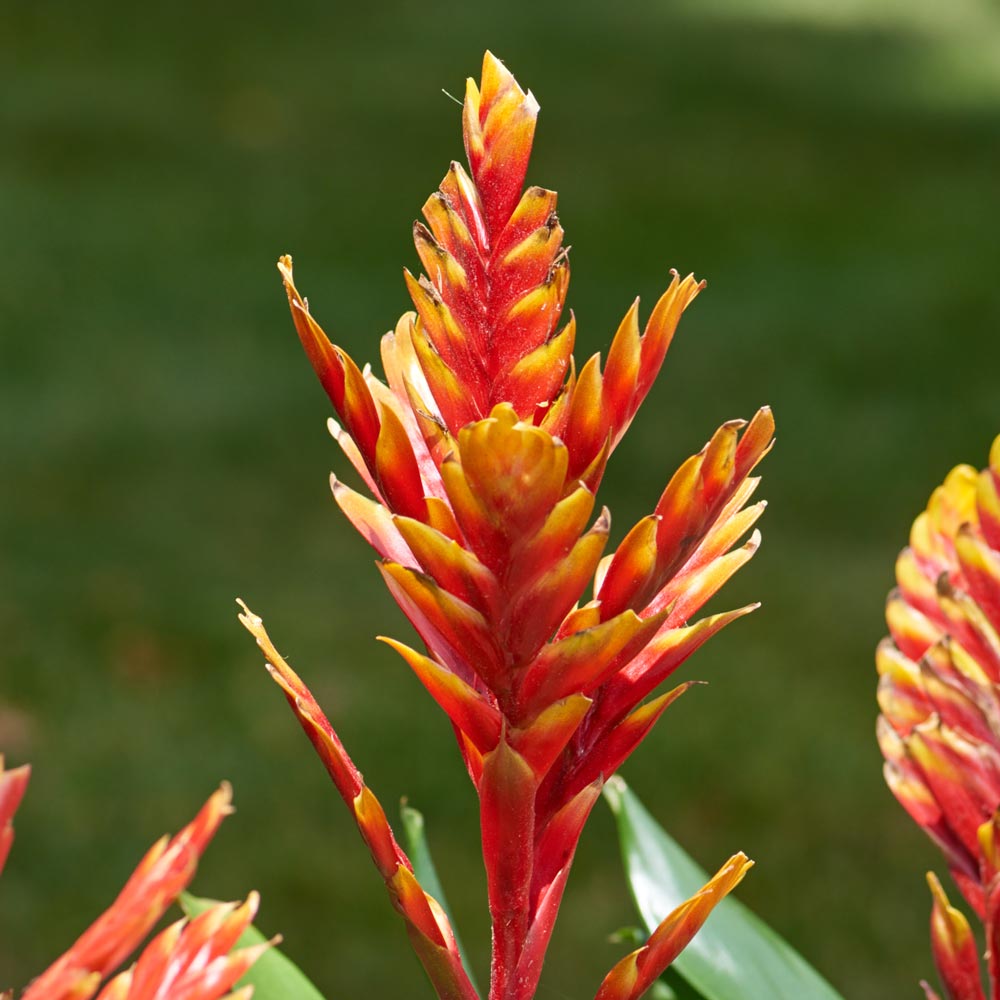 Bromeliad Vriesea | White Flower Farm