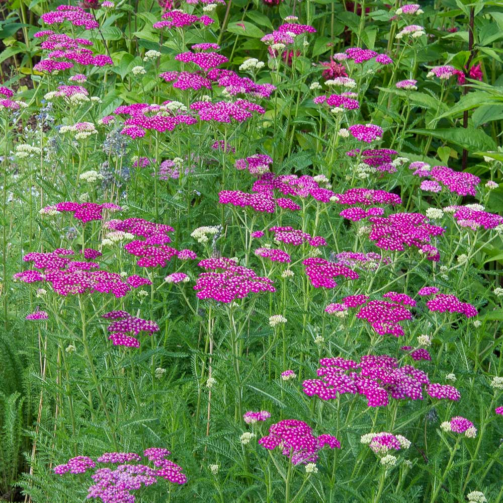 Achillea millefolium Song Siren™ 'Layla' | White Flower Farm