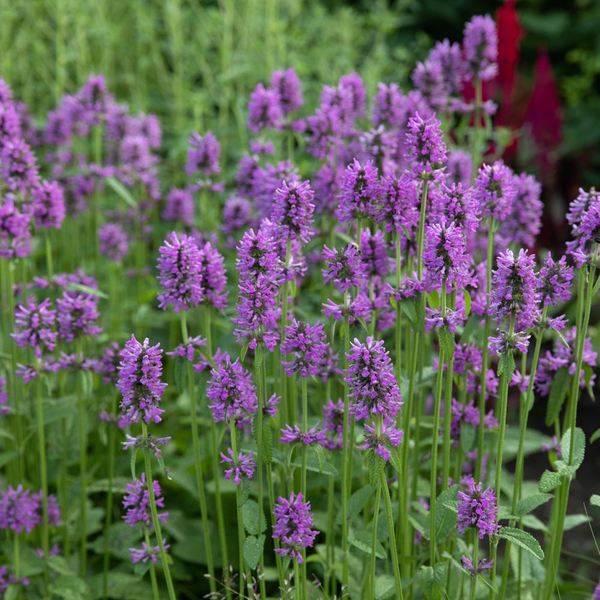 Betonica officinalis 'Hummelo' | White Flower Farm