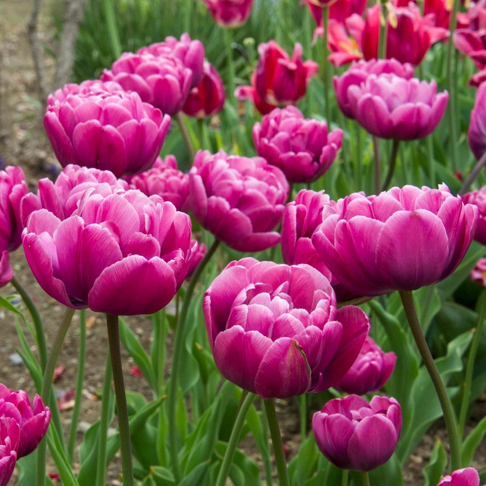 Tulip 'Rosy Diamond Pipi' | White Flower Farm