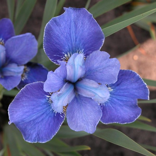 Iris sibirica 'Silver Edge' | White Flower Farm