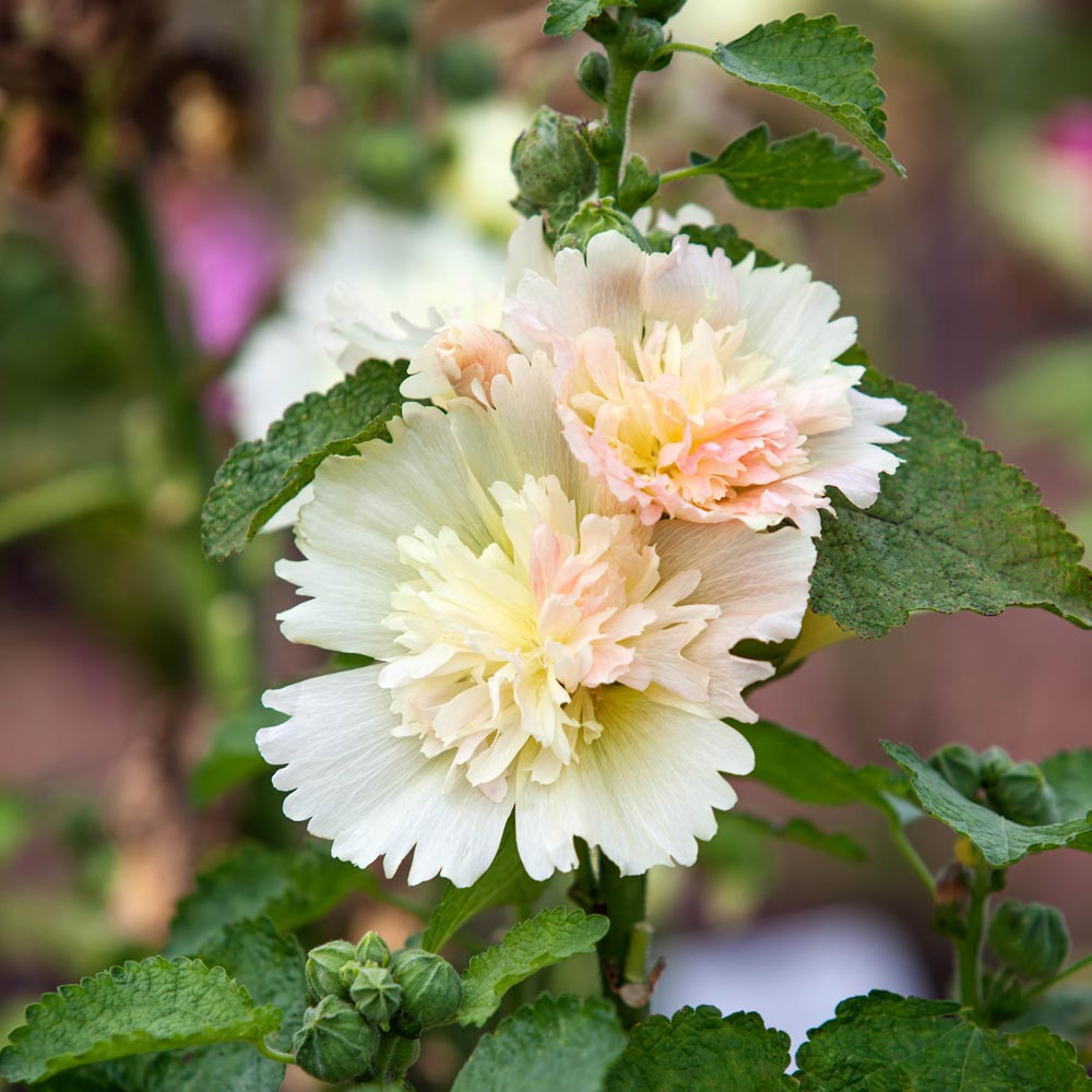 Alcea rosea Spring Celebrities™ 'Apricot' | White Flower Farm