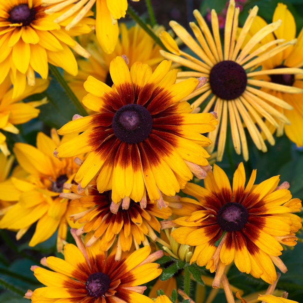 Rudbeckia hirta Chim Chiminee Mix | White Flower Farm