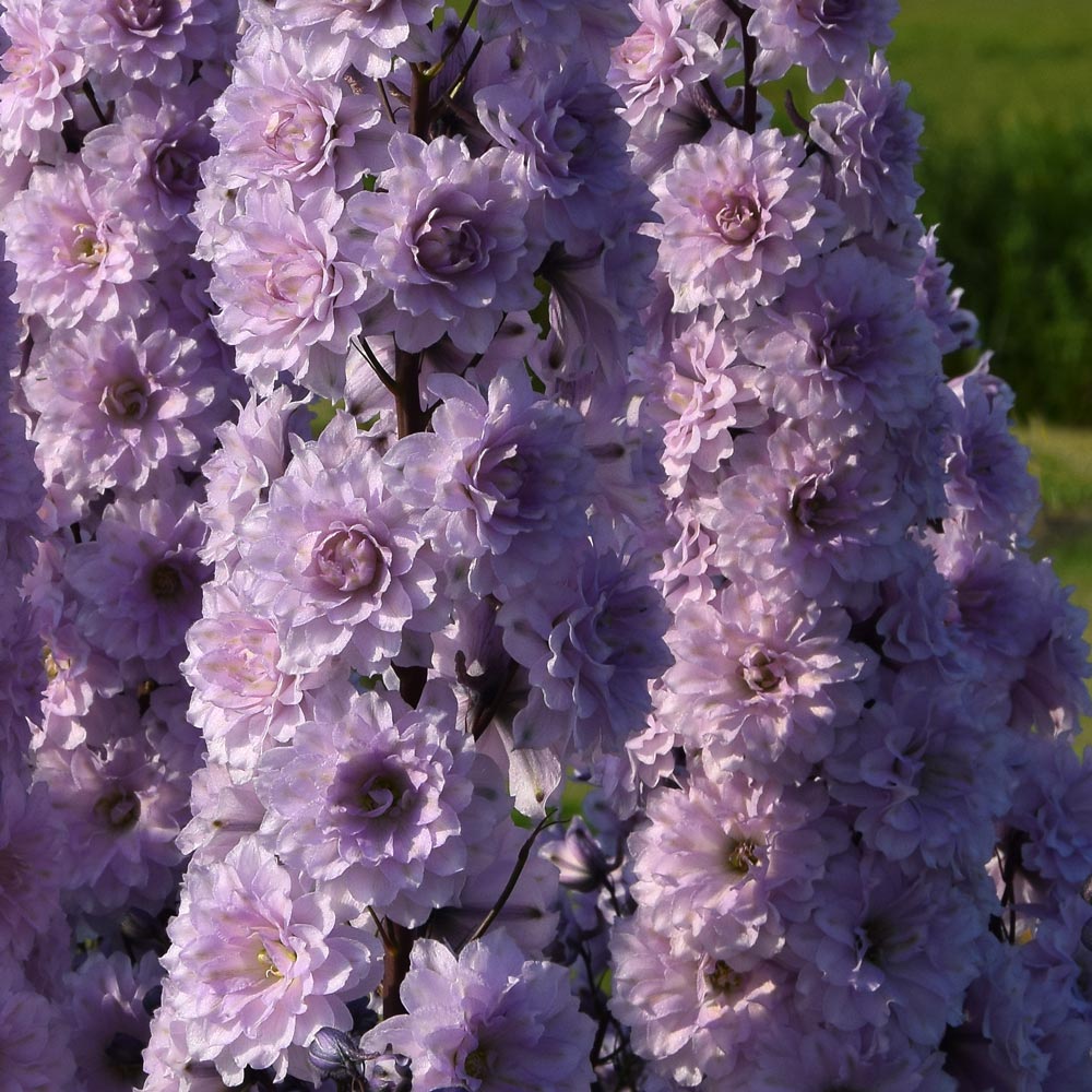 Delphinium elatum Highlander Cha Cha | White Flower Farm