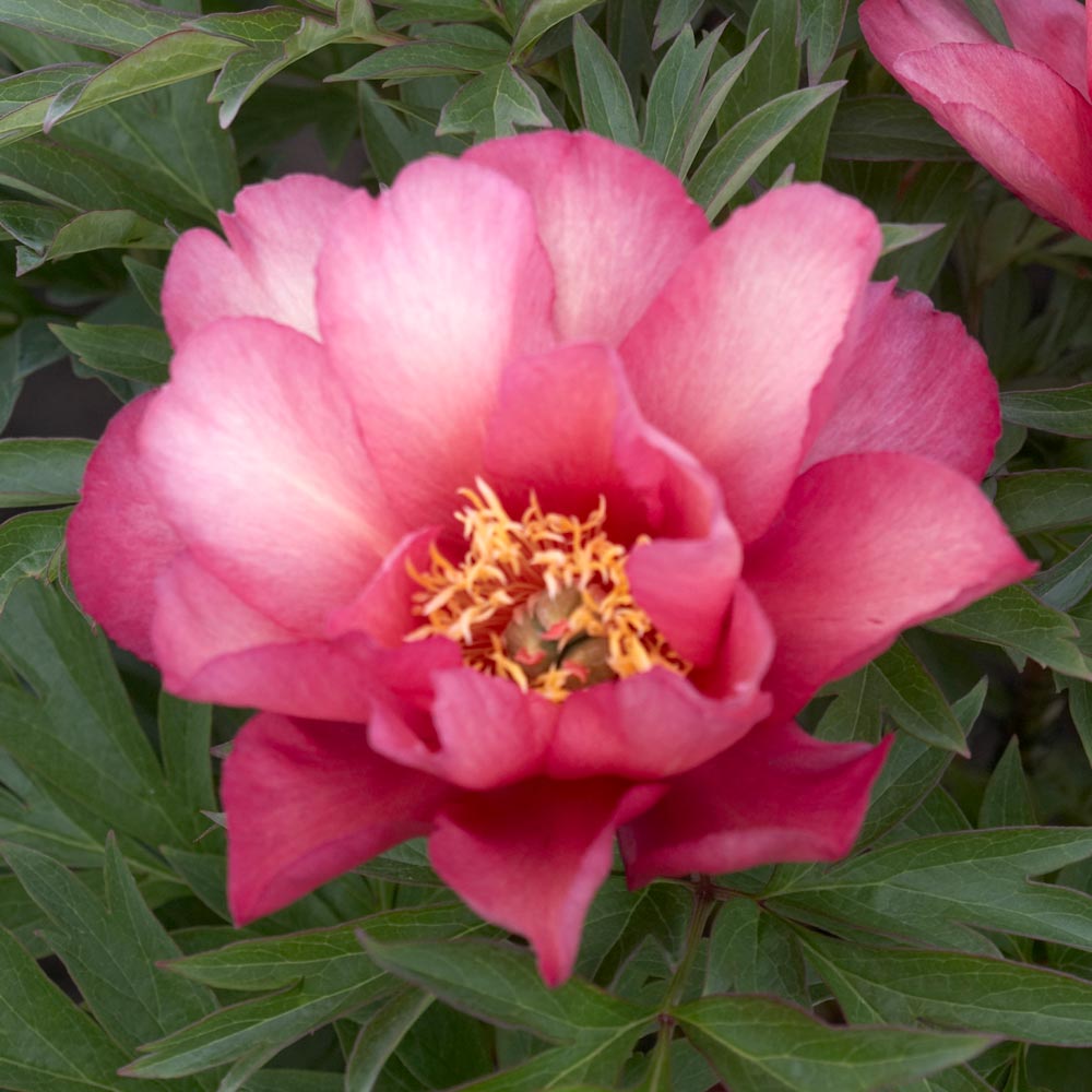 Peony 'Julia Rose' - Itoh Peony | White Flower Farm