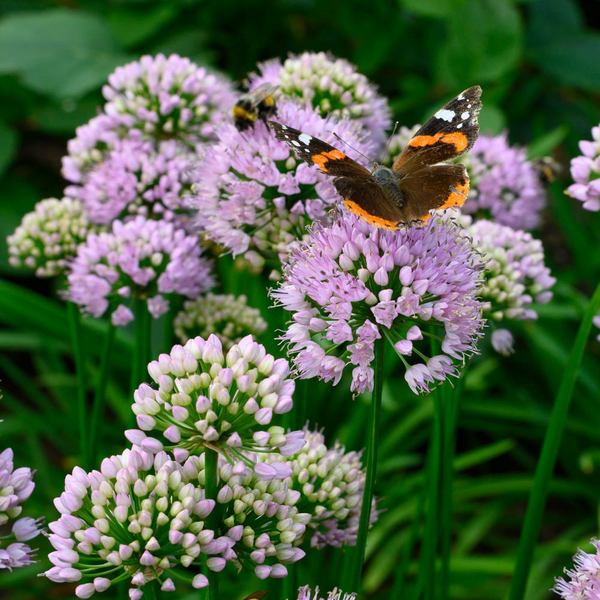 Allium 'Summer Beauty' | White Flower Farm