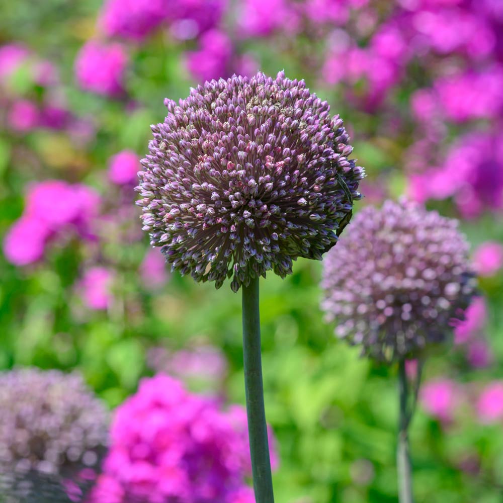 Allium 'Summer Drummer' | White Flower Farm