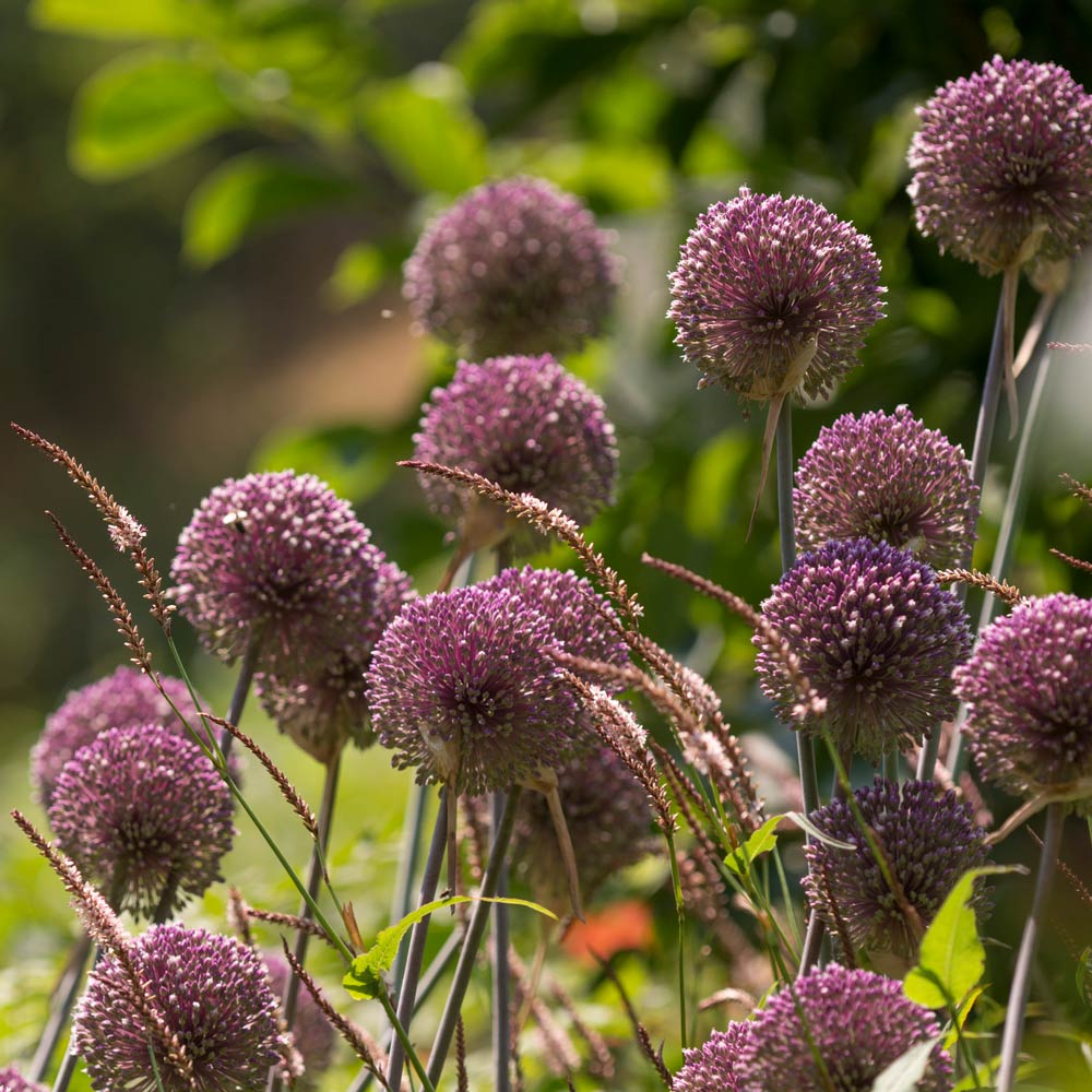 Allium 'Summer Drummer' | White Flower Farm