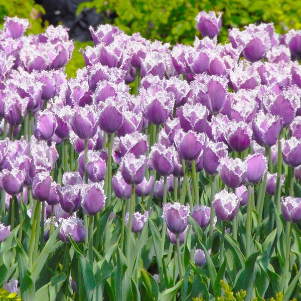 Tulip 'Cummins' | White Flower Farm