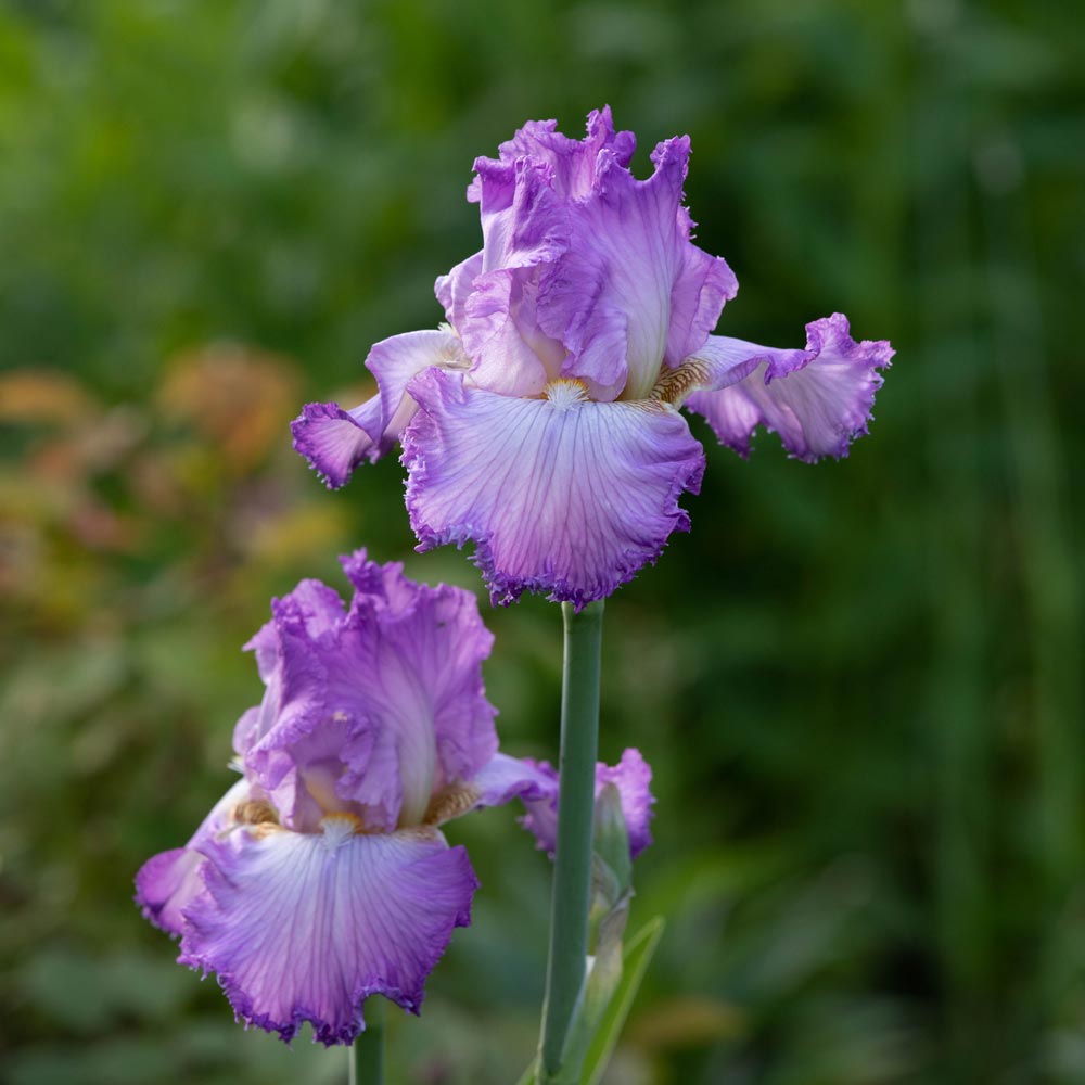 Iris germanica 'Mayberry' | White Flower Farm