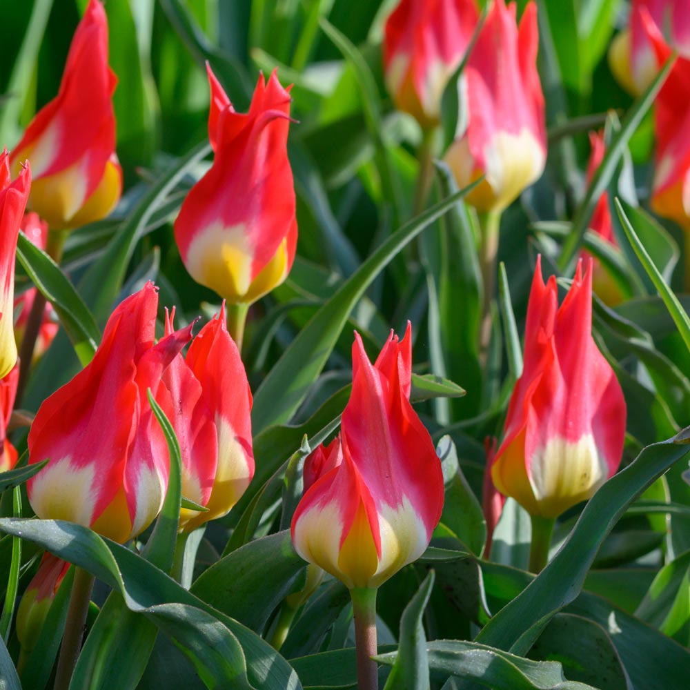 Tulip 'Flames Mystery' | White Flower Farm