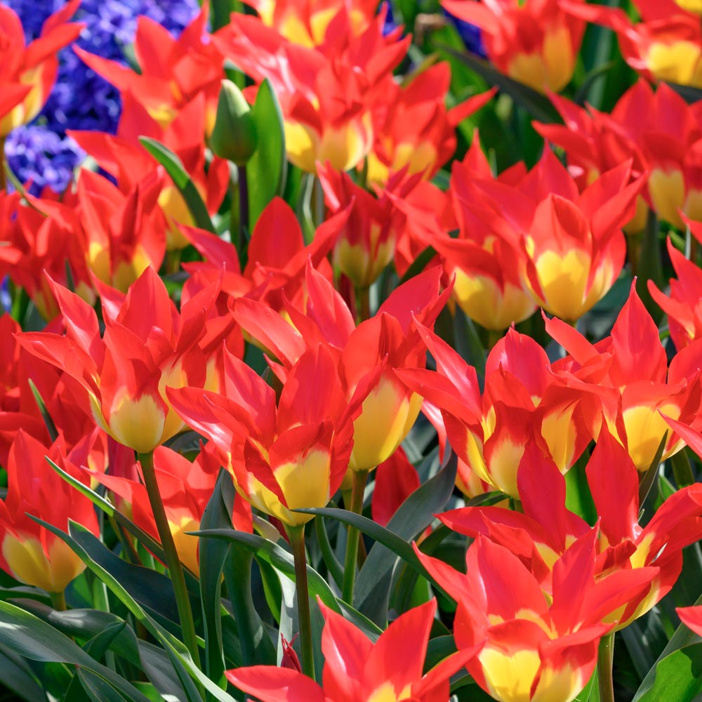 Tulip 'Flames Mystery' | White Flower Farm