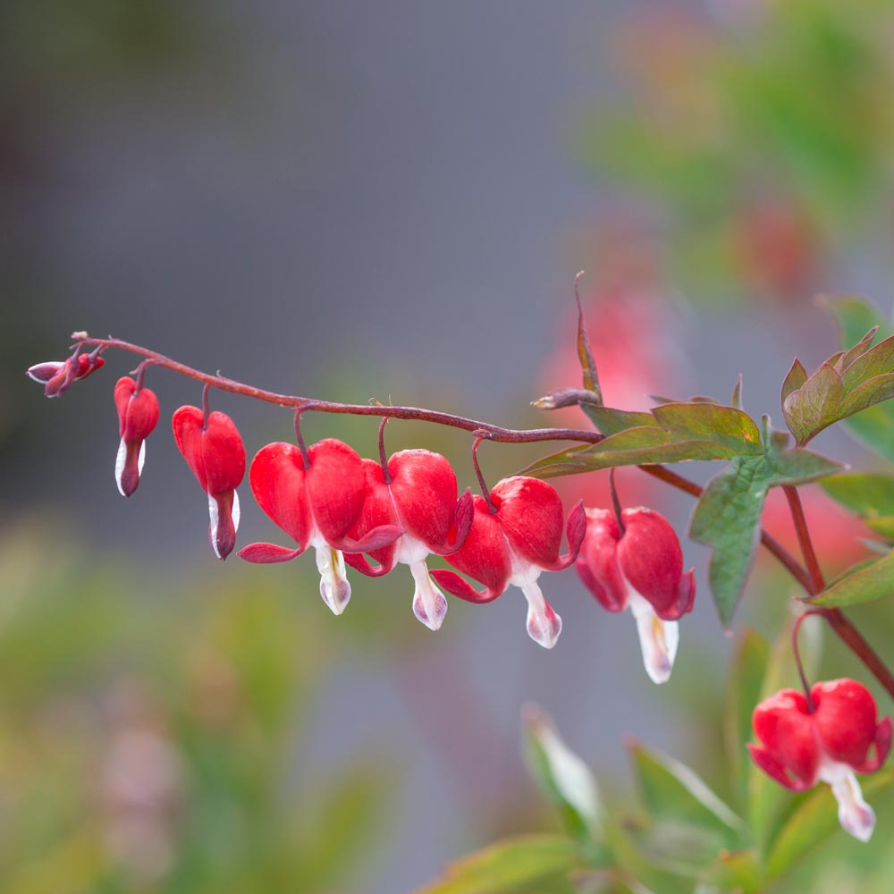 Red Bleeding Heart Flower