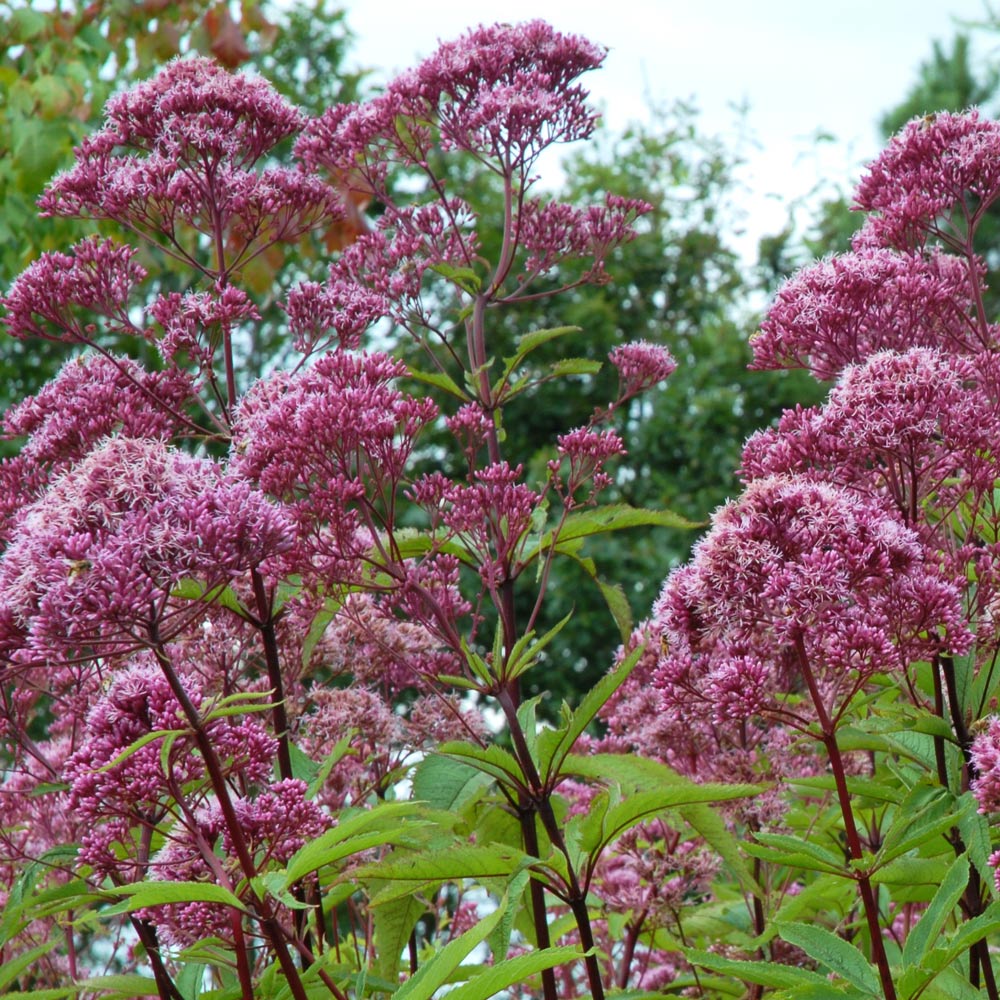 Eupatorium maculatum 'Gateway' | White Flower Farm