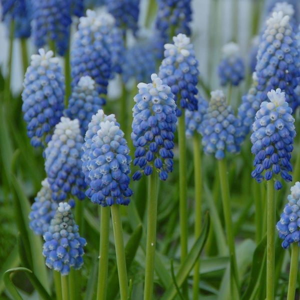Muscari aucheri 'Ocean Magic' | White Flower Farm