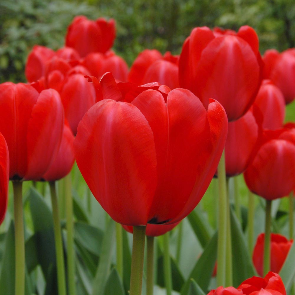 Tulip 'Red Impression' | White Flower Farm