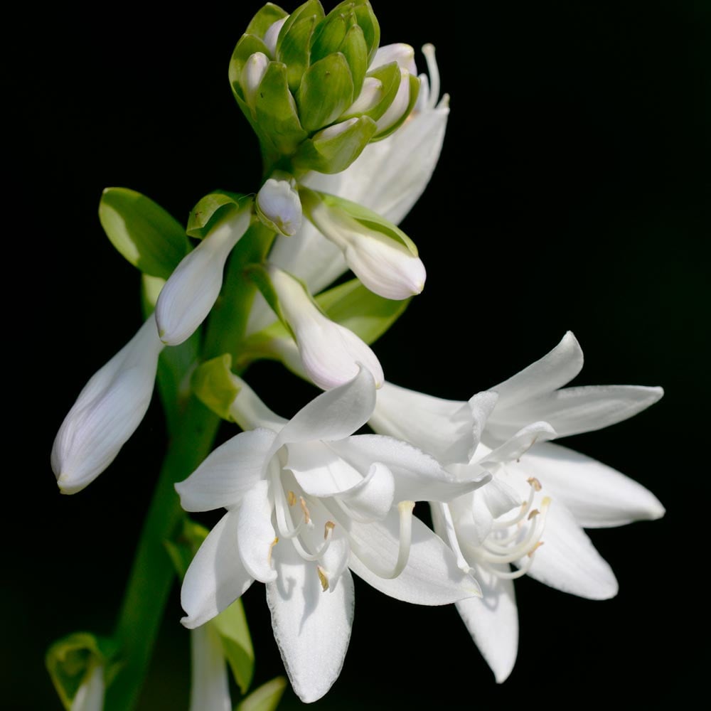 Hosta 'Royal Standard' | White Flower Farm