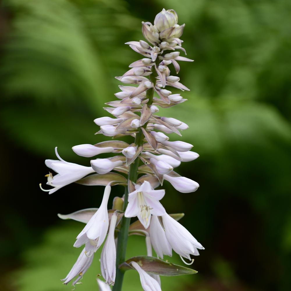 Hosta sieboldiana 'Elegans' | White Flower Farm