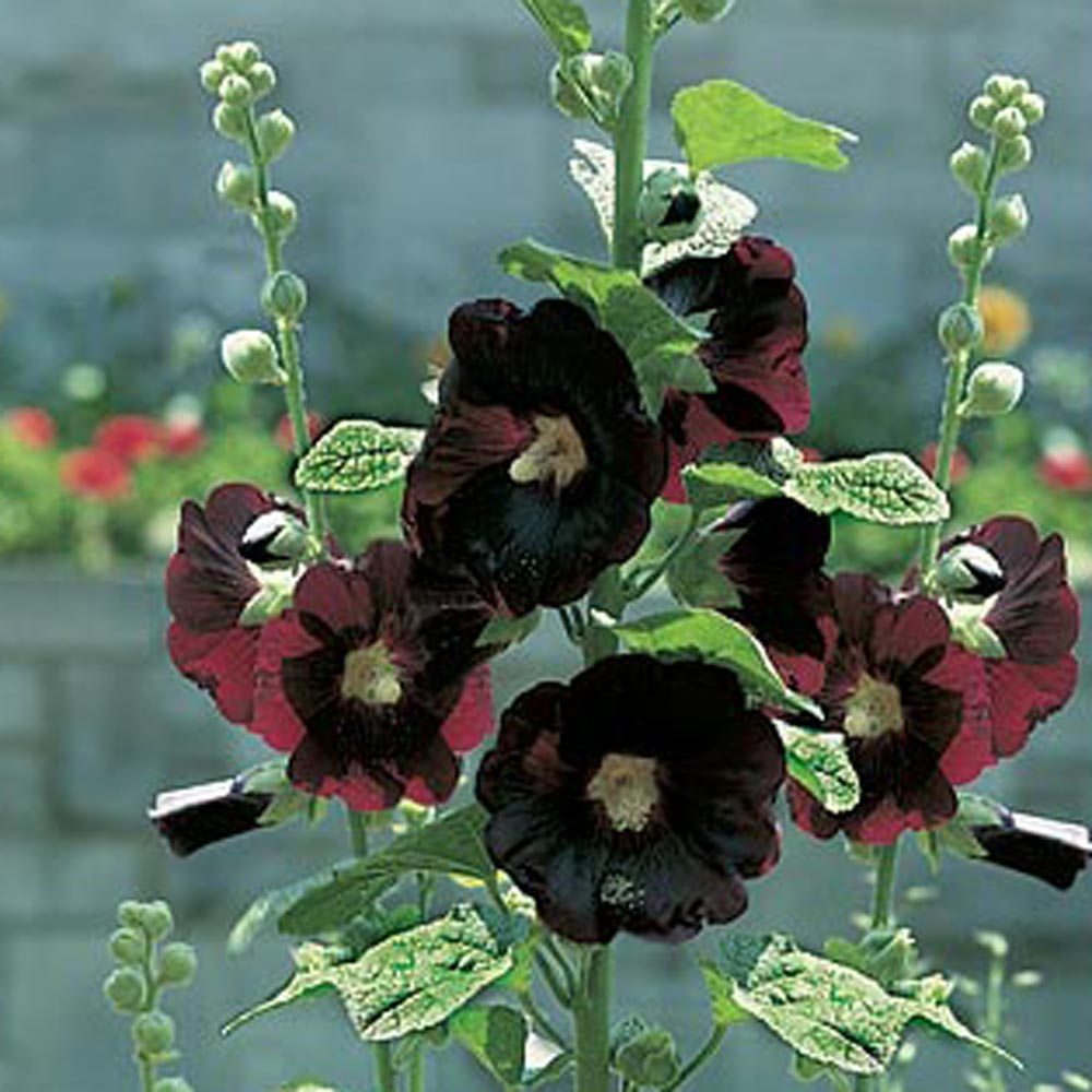 Alcea rosea Nigra | White Flower Farm