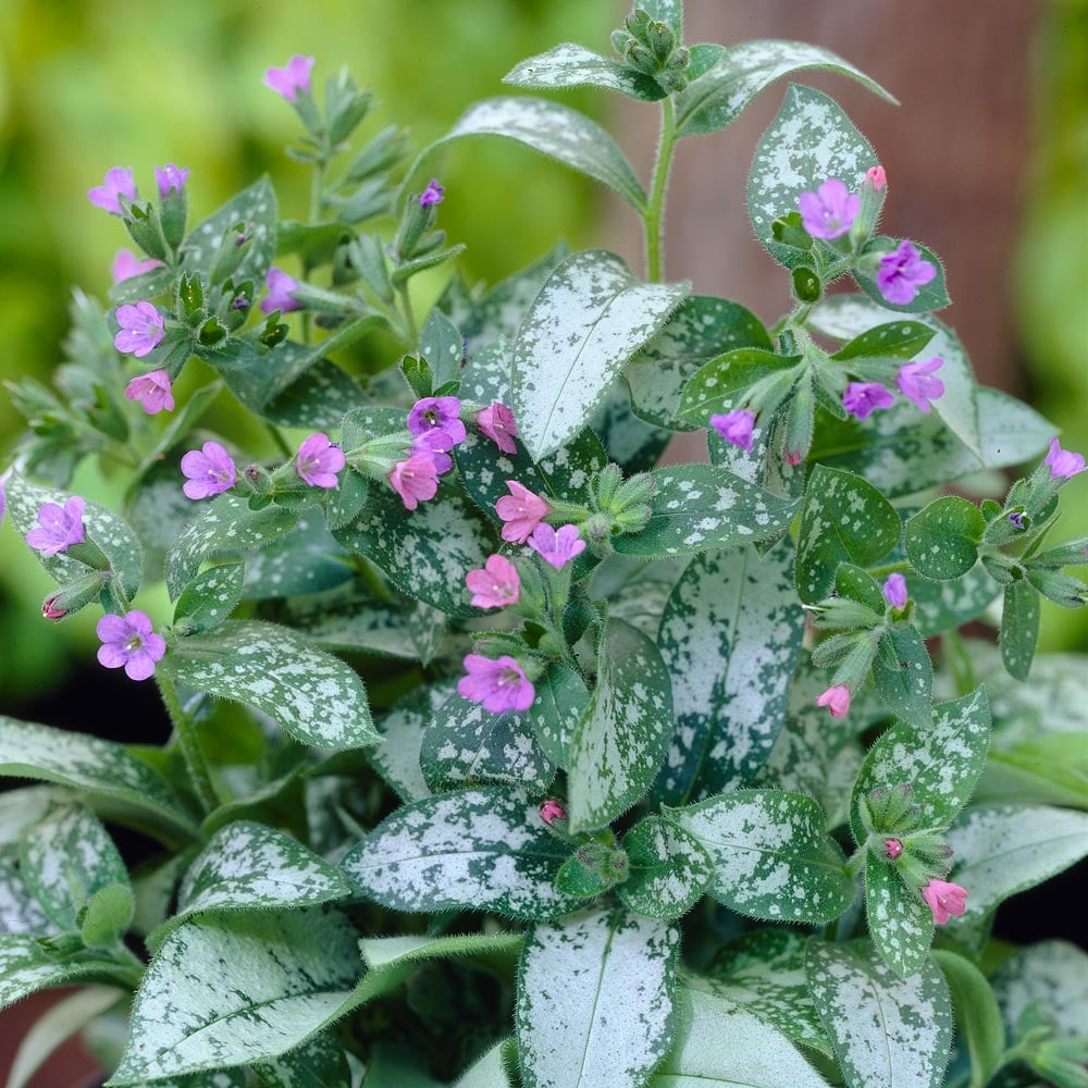 Pulmonaria 'Majeste' | White Flower Farm