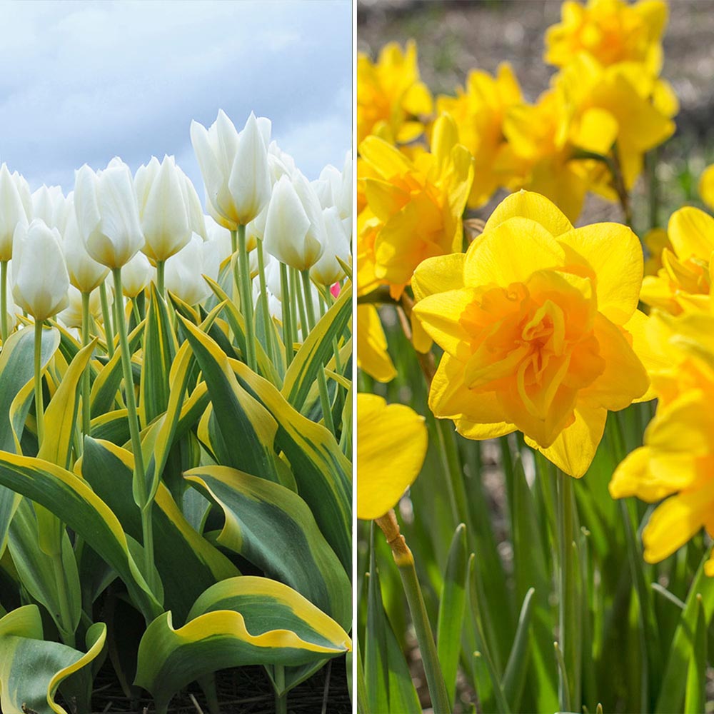 Coronation Day Duo | Wihte Flower Farm