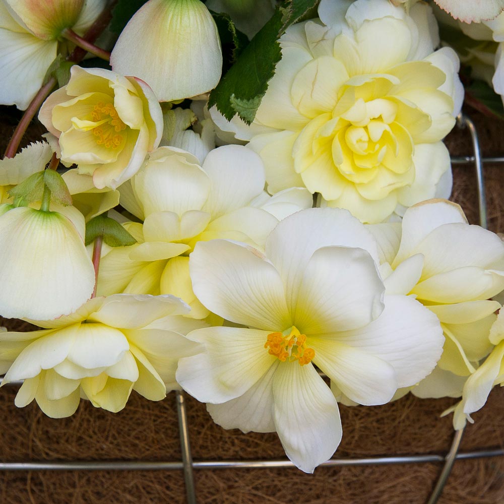 Begonia 'Isabella Cascade' Blackmore & Langdon | White Flower Farm