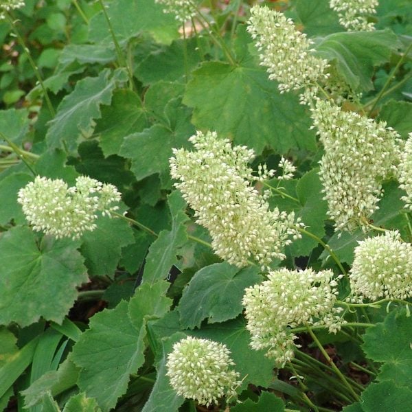 Heuchera villosa 'Autumn Bride' | White Flower Farm