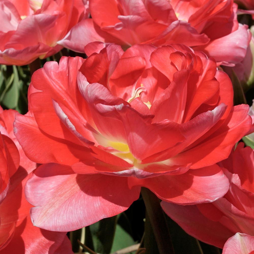 Tulip 'Candy Cane' | White Flower Farm
