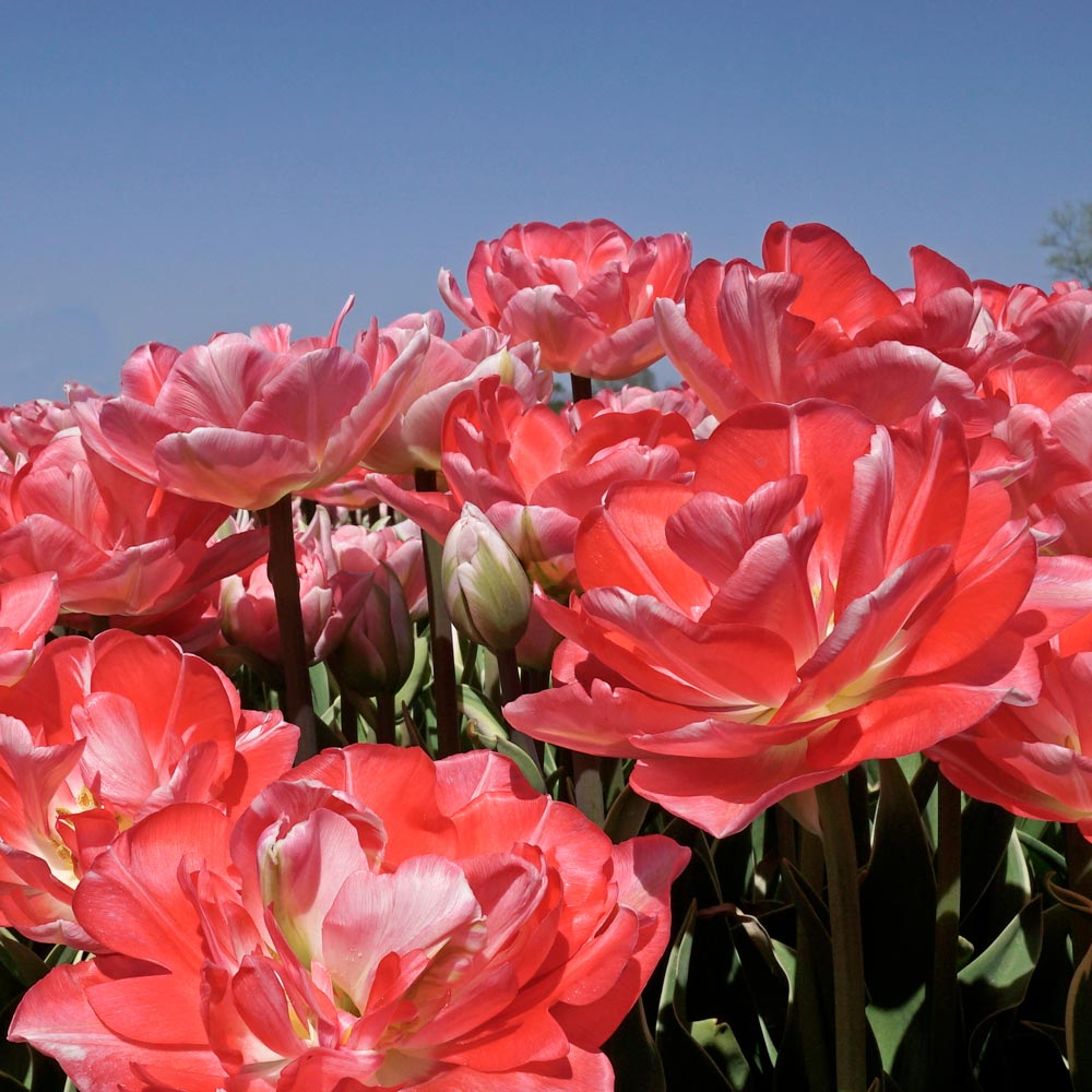 Tulip 'Candy Cane' | White Flower Farm