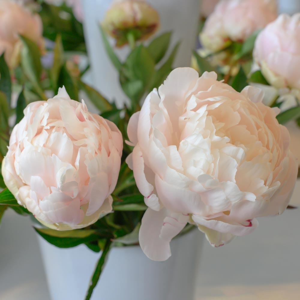 Peony 'Summer Glow' | White Flower Farm