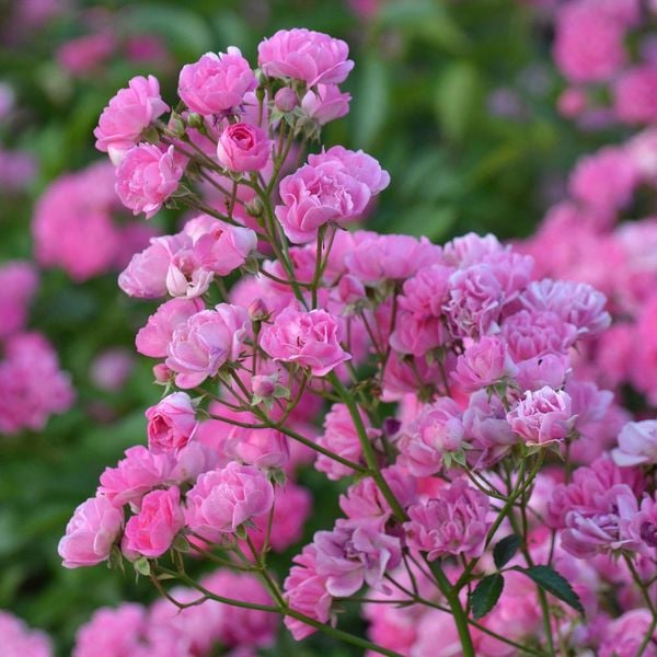 Rose Pretty Polly® Pink | White Flower Farm