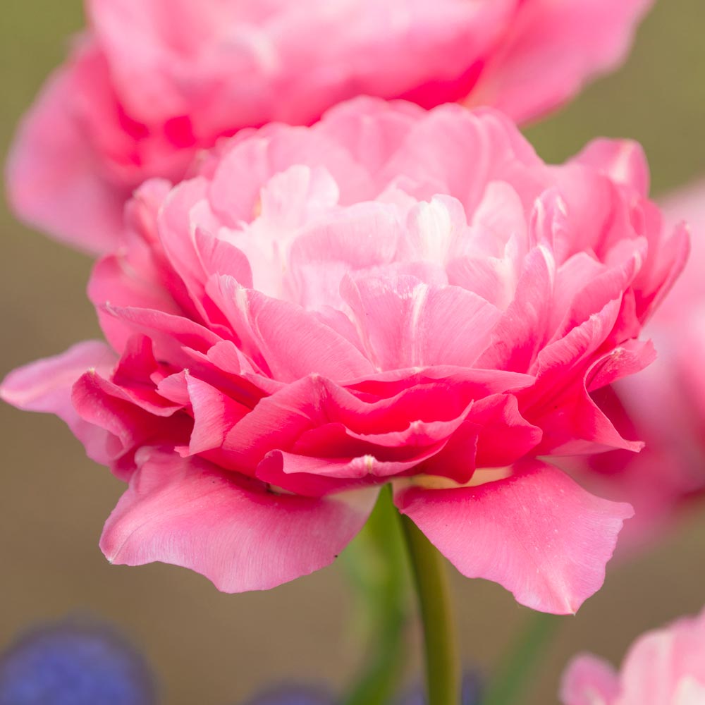 Tulip 'Double Sugar' | White Flower Farm