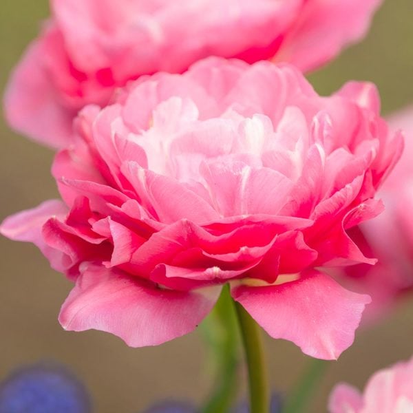 Tulip 'Double Sugar' | White Flower Farm