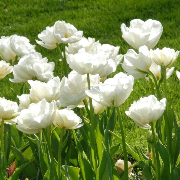 Tulip 'Mount Tacoma' | White Flower Farm